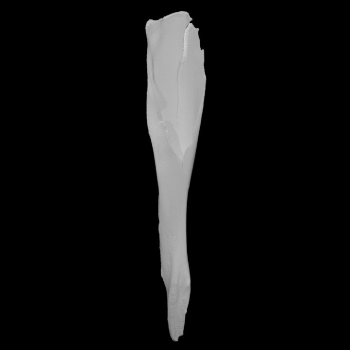 3D Printable Hubbs's Beaked Whale specimen 01 by University of Victoria ...