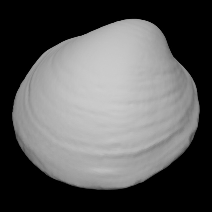 3D Printable Bivalve shell by Amgueddfa Cymru - National Museum Wales