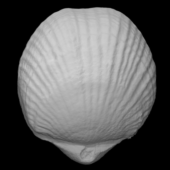 3D Printable Brachiopod: Laqueus sp. by Digital Atlas of Ancient Life