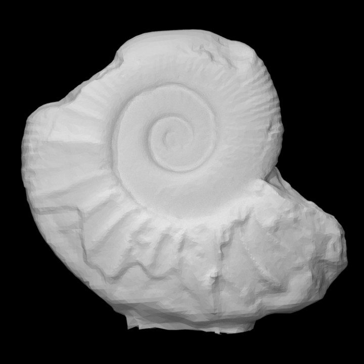 3D Printable Ammonite by Department of Historical Information Science MSU