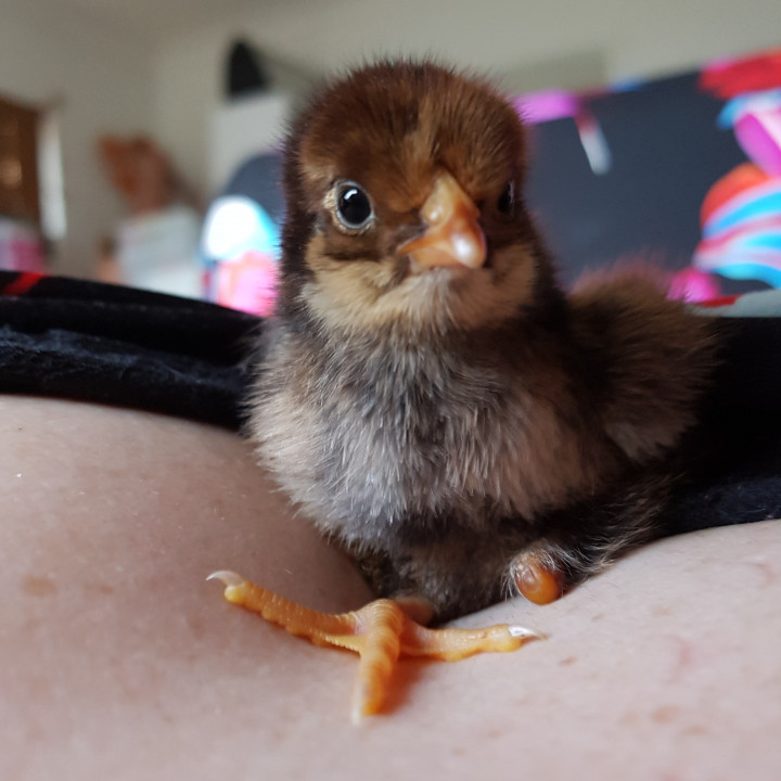 3D Printable Prosthetic Chicken Leg for Hopalong. by Naomi McDonald