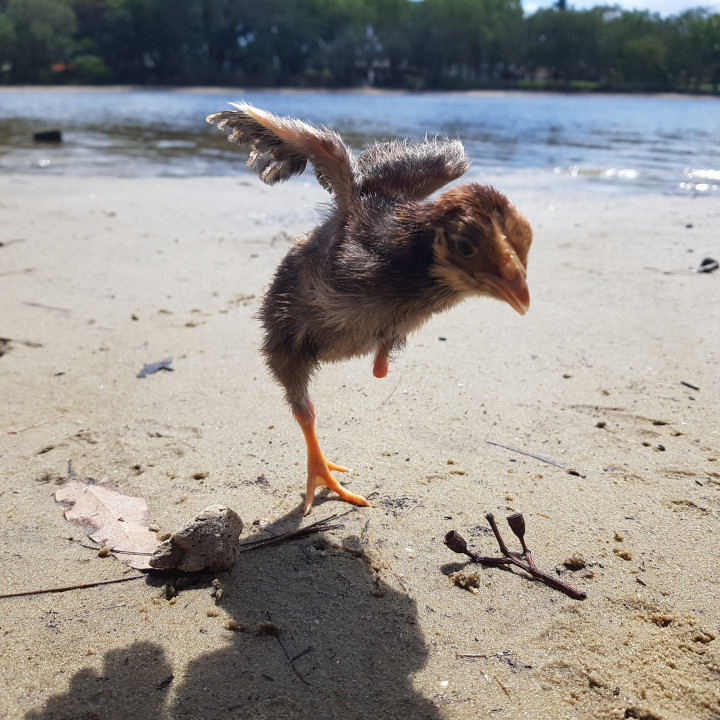 3D Printable Prosthetic Chicken Leg for Hopalong. by Naomi McDonald