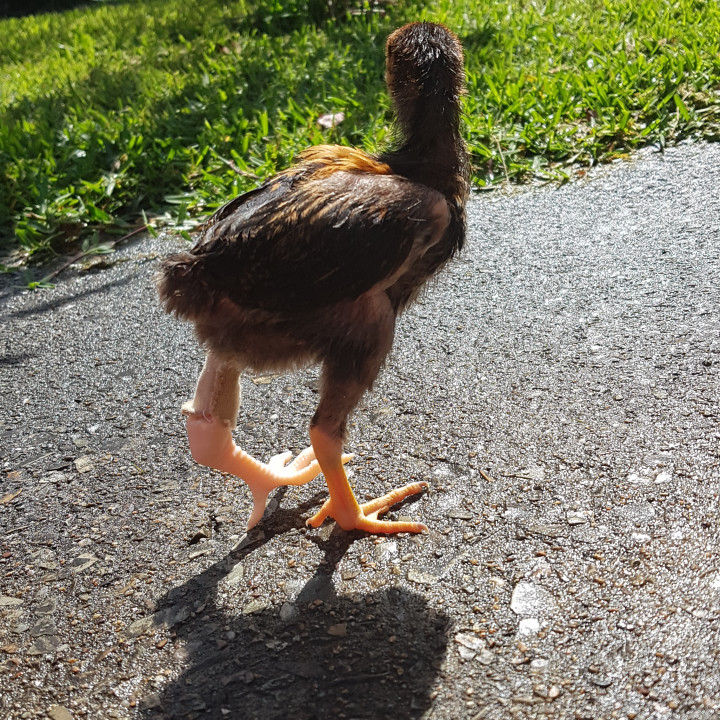 3D Printable Prosthetic Chicken Leg for Hopalong. by Naomi McDonald