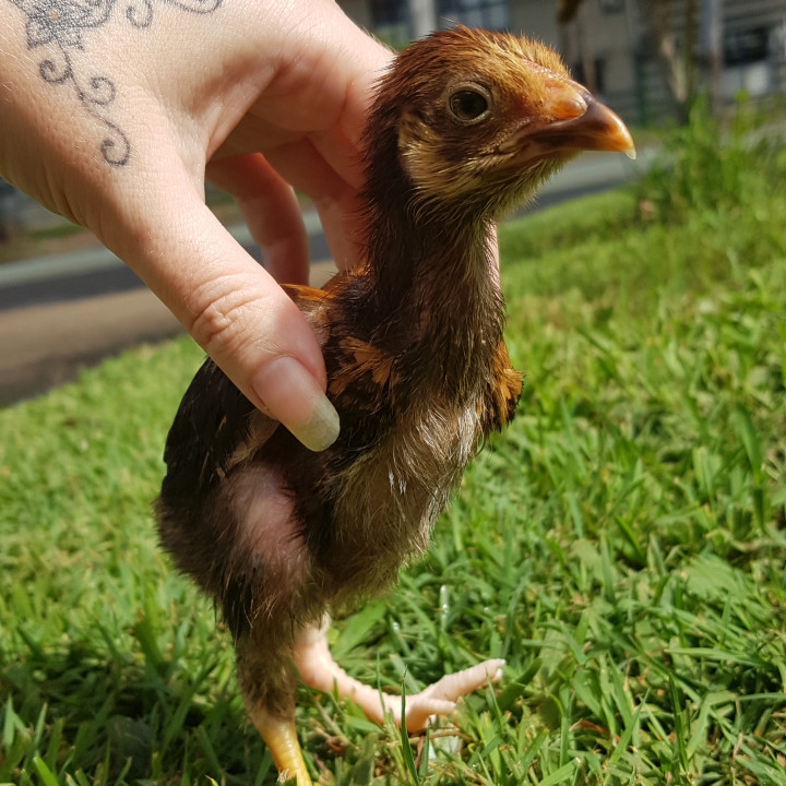 3D Printable Prosthetic Chicken Leg for Hopalong. by Naomi McDonald