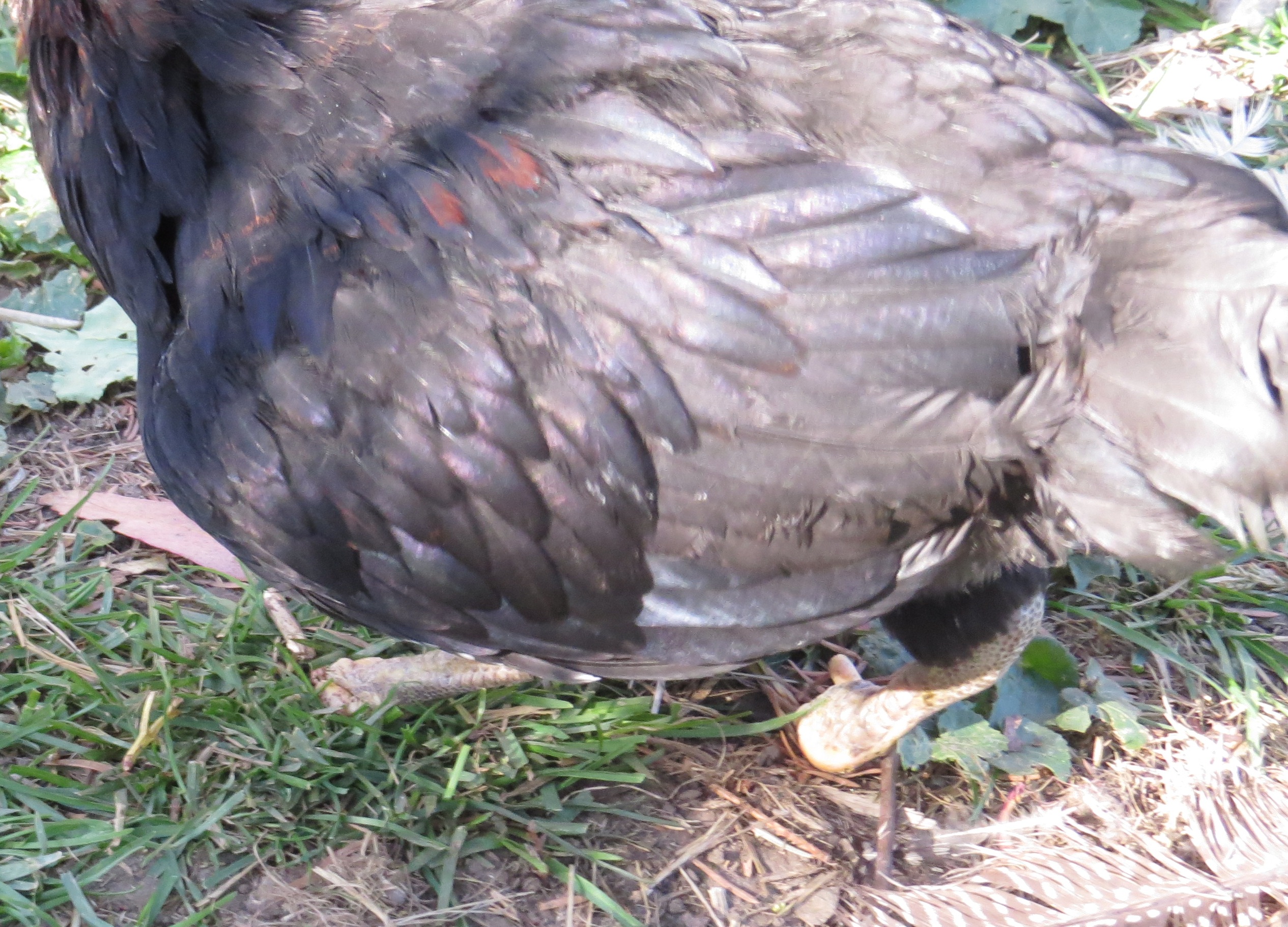 3D Printable Prosthetic Chicken Leg for Hopalong. by Naomi McDonald