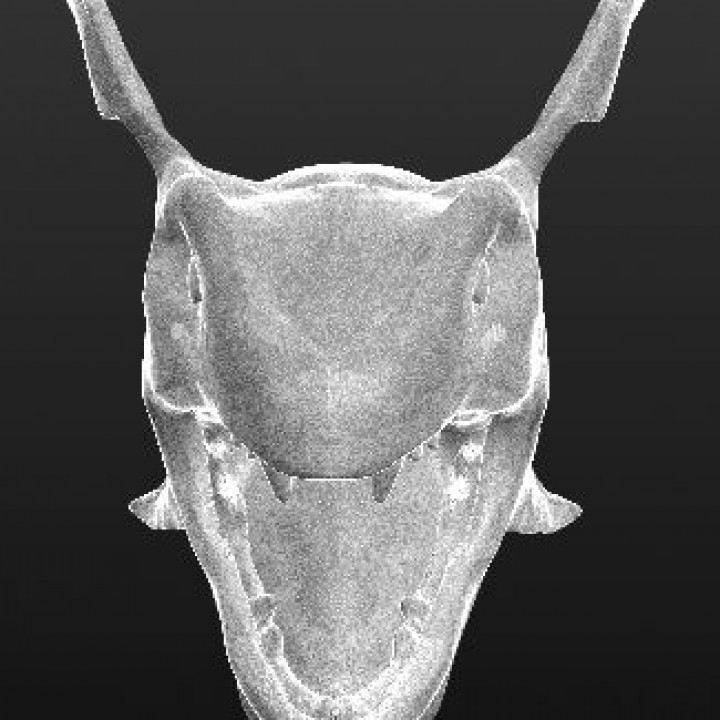 3D Printable pokemon: rayquaza head by giorgia nizzoli