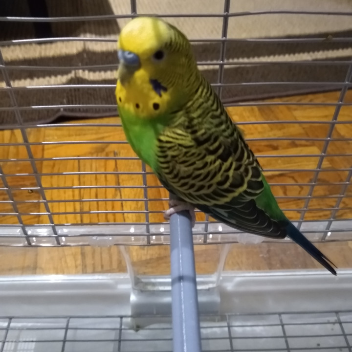 3D Printable Bird perch by ALAN STERN