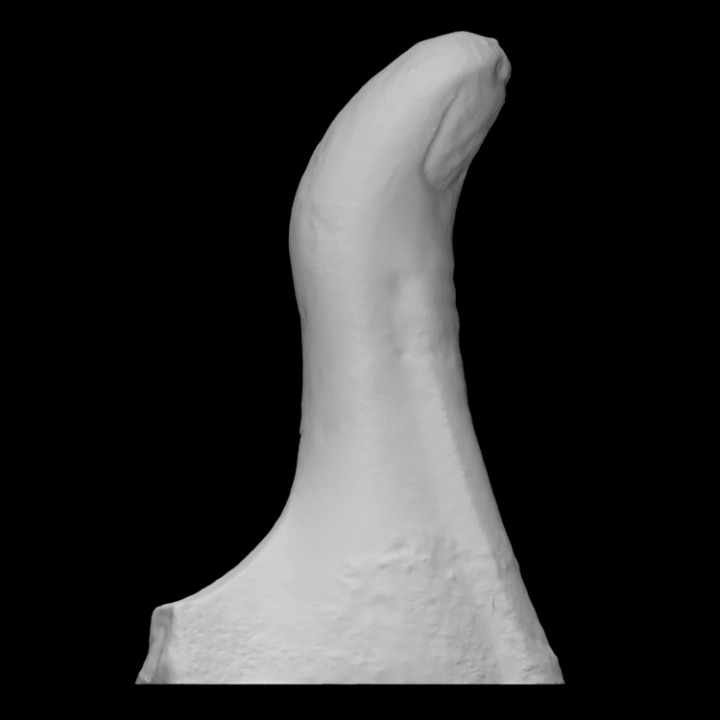 3D Printable Pollex (Thumb) by kinimod činham