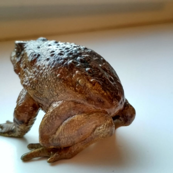 3D Printable Realistic Toad by Daniel Harrison