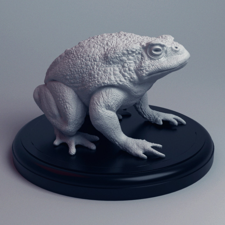 3D Printable Realistic Toad by Daniel Harrison