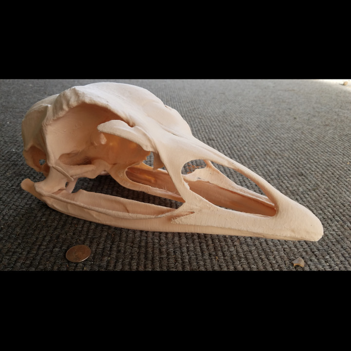 3D Printable Domestic Turkey Skull by Ian D Browne