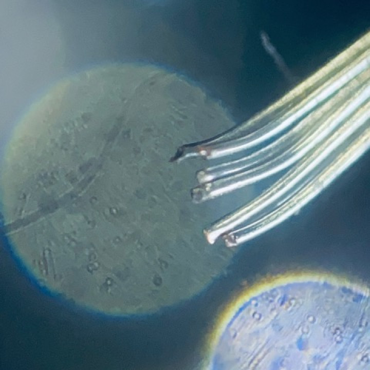 3D Printable Iphone 11 Microscope Mount by Bob