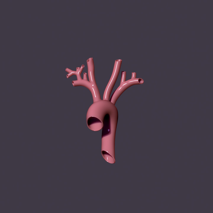 3D Printable human aorta by Viktoriya Kabanova