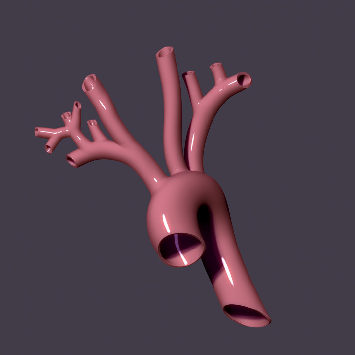 3D Printable human aorta by Viktoriya Kabanova